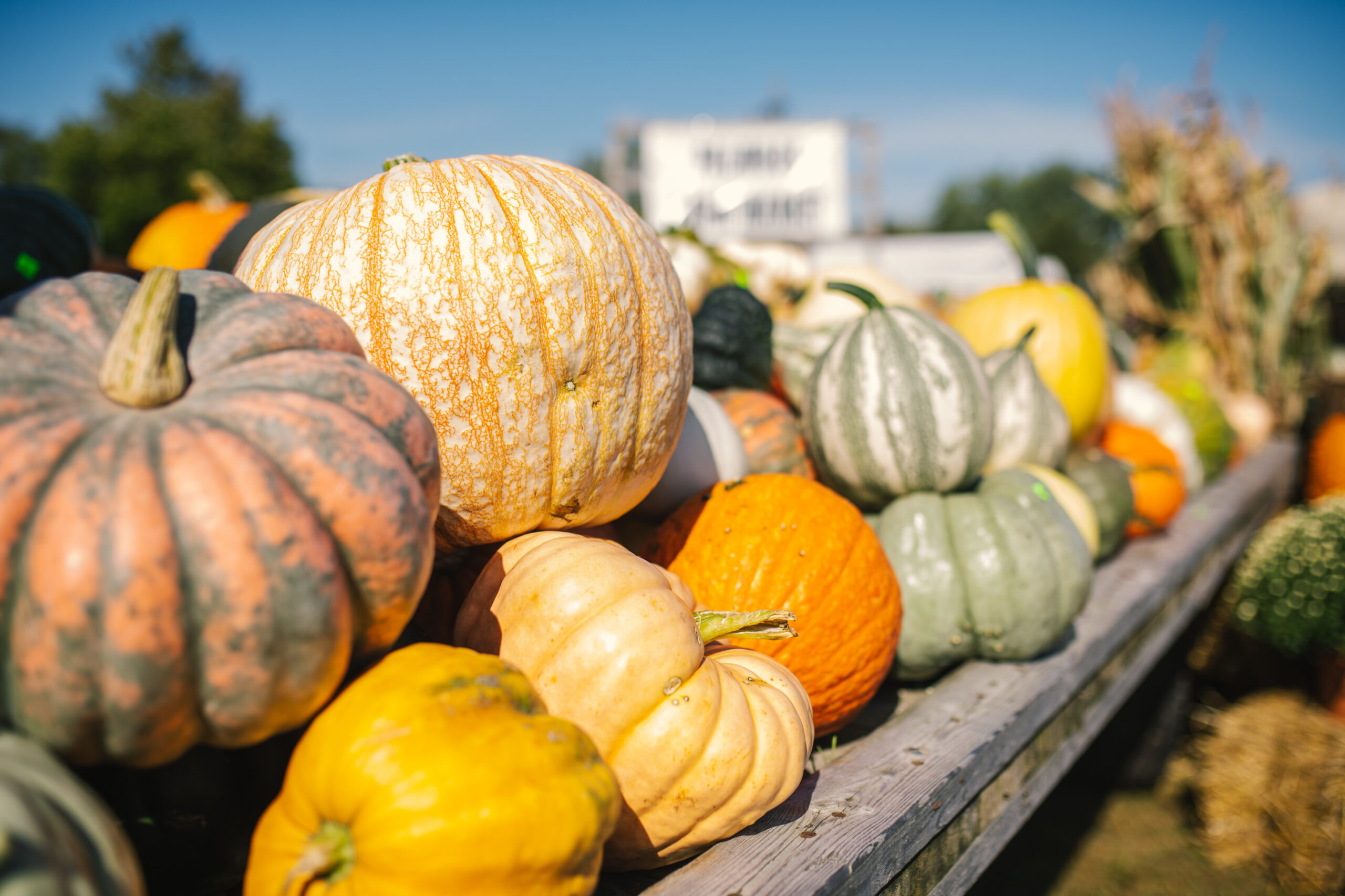 Discover the Charm of West Michigan's Pumpkin Patches This Fall ...